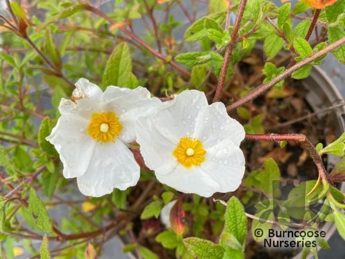 Cistus X Obtusifolius 'Thrive' from Burncoose Nurseries