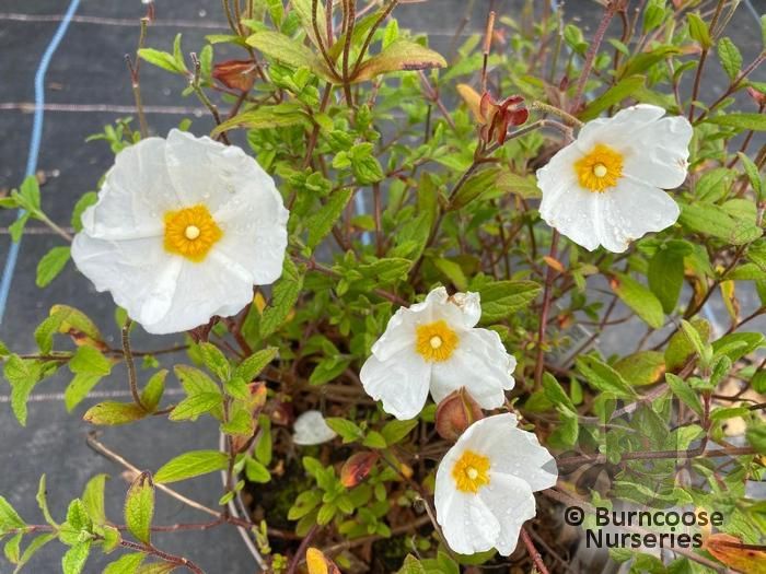 Cistus X Obtusifolius 'Thrive' from Burncoose Nurseries