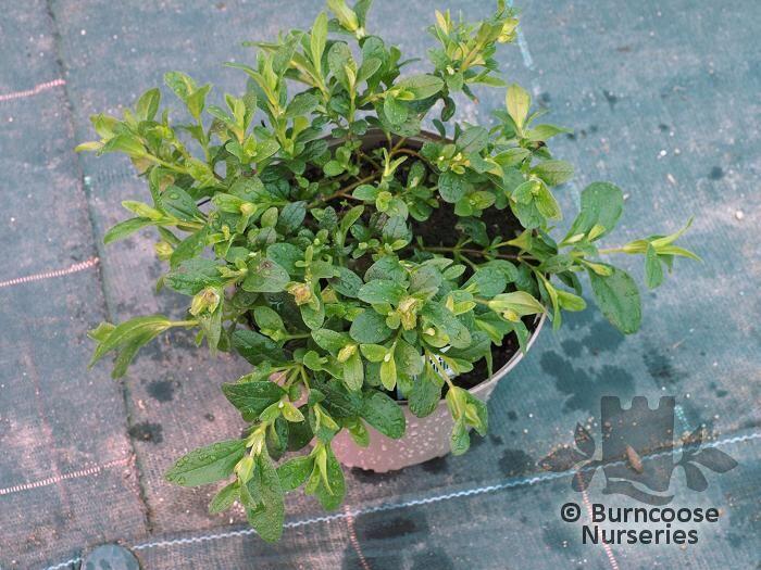 Cistus X Obtusifolius 'Thrive' from Burncoose Nurseries
