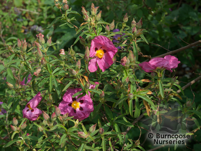 Cistus from Burncoose Nurseries