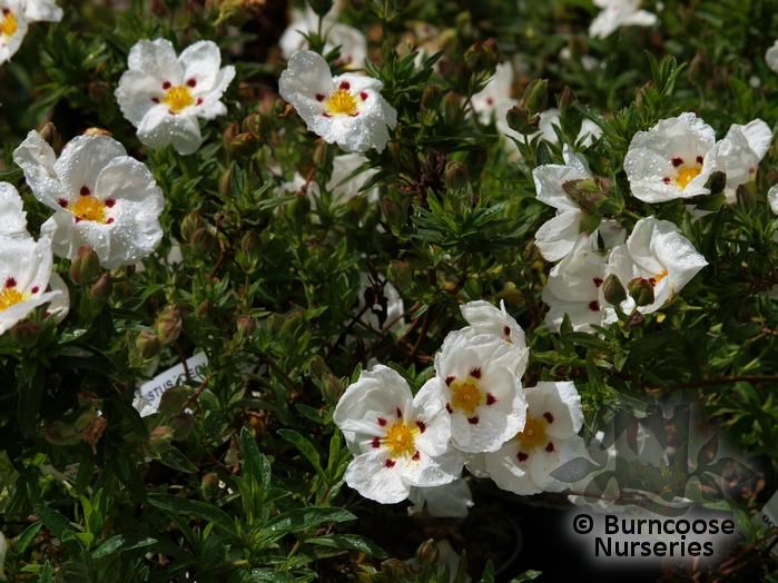 Cistus X Purpureus 'Alan Fradd' from Burncoose Nurseries