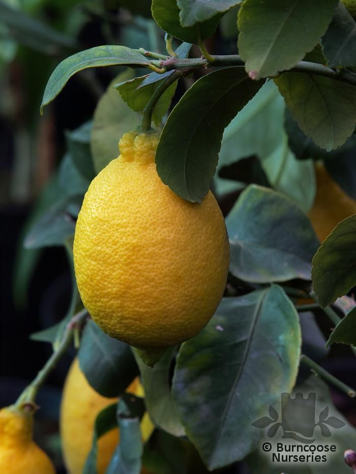 Citrus Lemon from Burncoose Nurseries