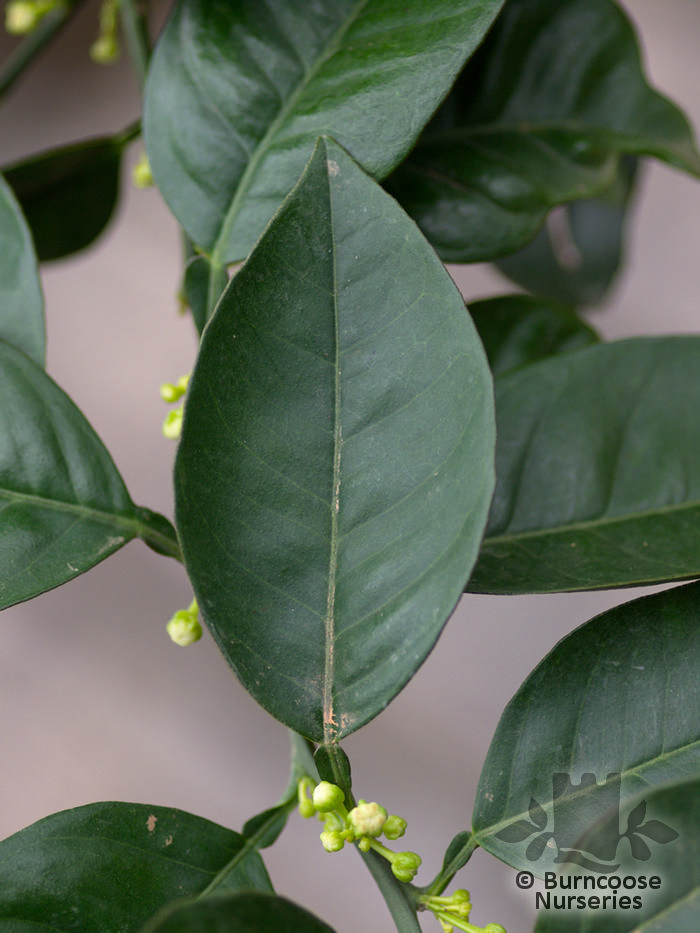 Citrus X Mitis from Burncoose Nurseries