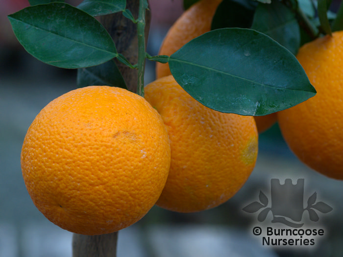 Citrus X Mitis from Burncoose Nurseries