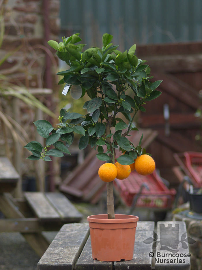 Citrus X Mitis from Burncoose Nurseries