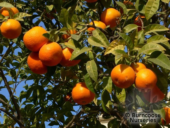 Citrus Orange from Burncoose Nurseries
