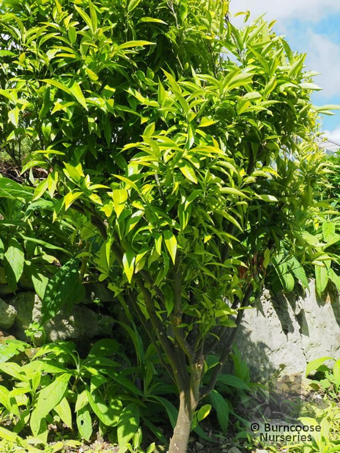 Citrus Orange from Burncoose Nurseries