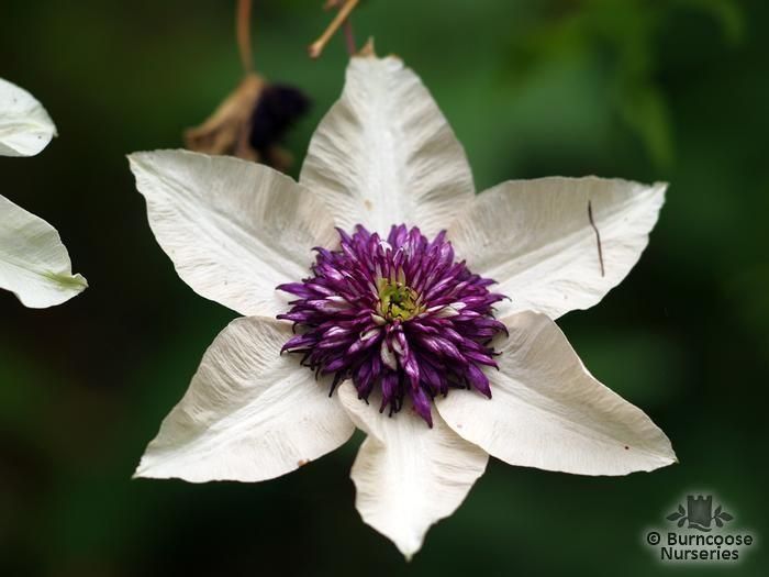 Clematis Florida 'Bicolor' from Burncoose Nurseries