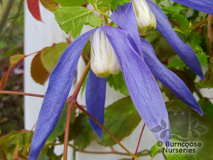 Clematis Alpina 'Blue Dancer' from Burncoose Nurseries