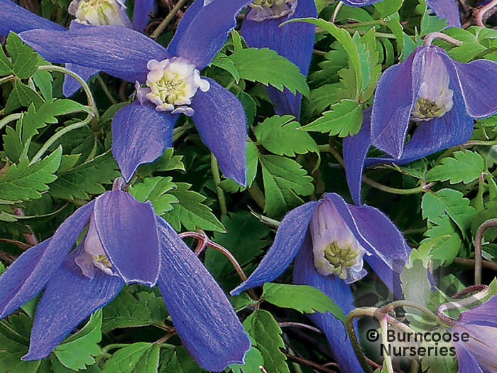 Clematis Alpina 'Blue Dancer' from Burncoose Nurseries