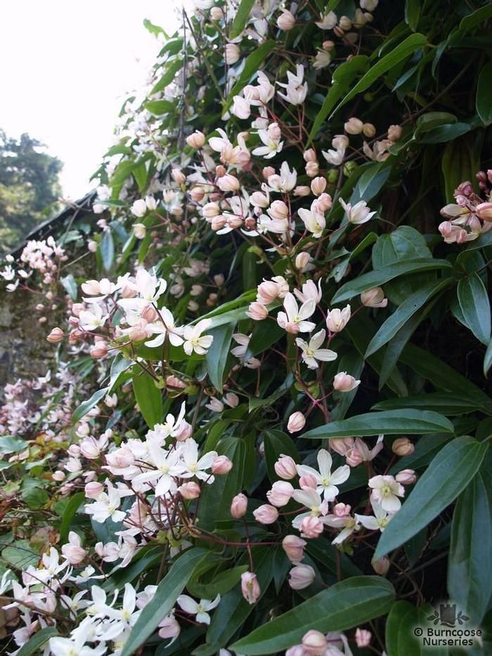 Clematis Armandii from Burncoose Nurseries