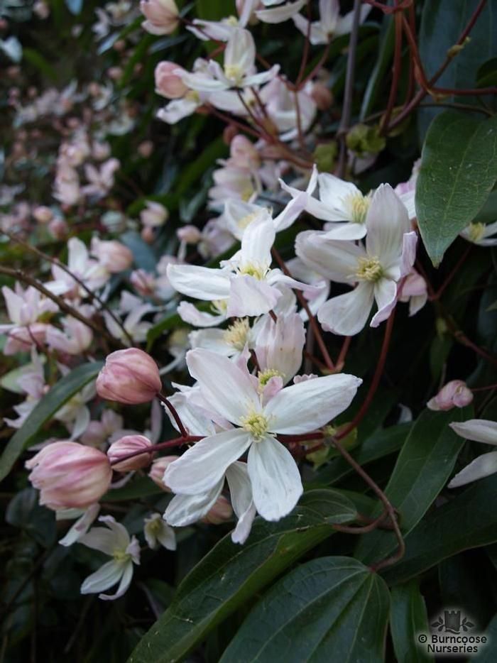 Clematis Armandii from Burncoose Nurseries