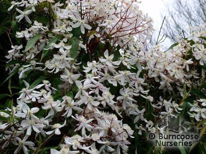 Clematis Armandii 'Snowdrift' from Burncoose Nurseries