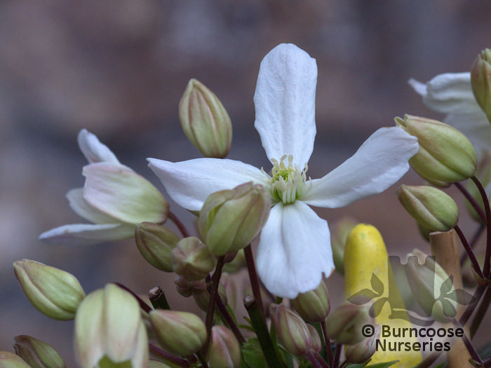 Clematis Armandii 'Snowdrift' from Burncoose Nurseries