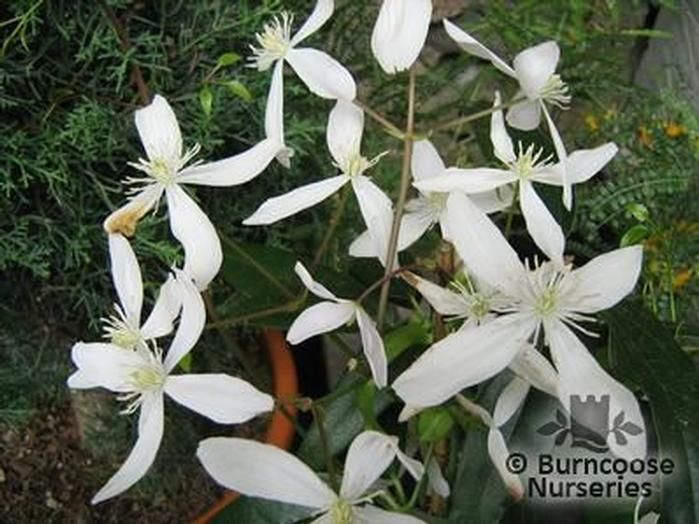 Clematis Armandii 'Snowdrift' from Burncoose Nurseries