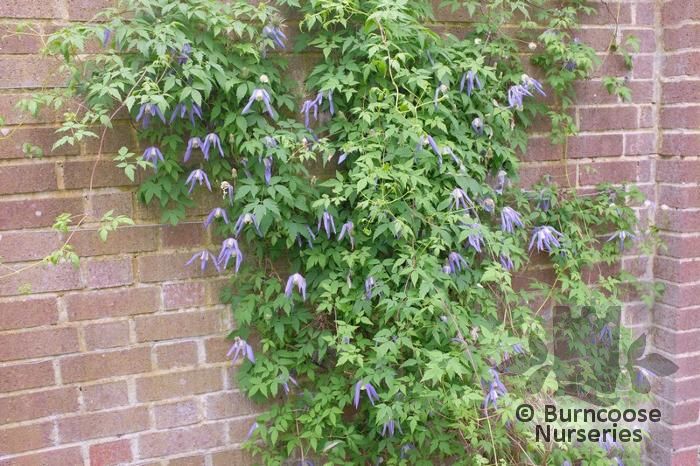 Clematis Alpina 'Blue Dancer' from Burncoose Nurseries