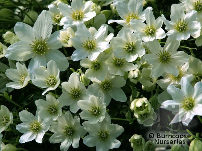Clematis Cartmanii 'Joe' from Burncoose Nurseries