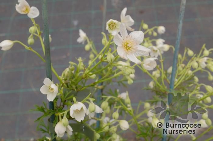 Clematis Cartmanii 'Joe' from Burncoose Nurseries