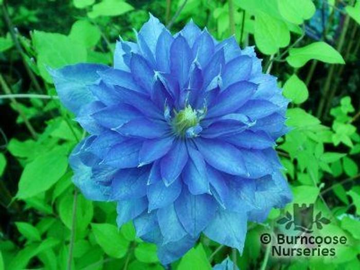 Clematis 'Countess Of Lovelace' from Burncoose Nurseries Large Flowered ...