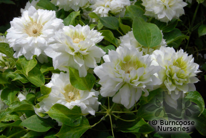Clematis 'Duchess Of Edinburgh' from Burncoose Nurseries Large Flowered ...