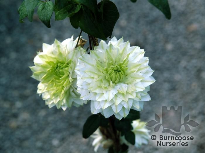 Clematis Florida 'Alba Plena' from Burncoose Nurseries