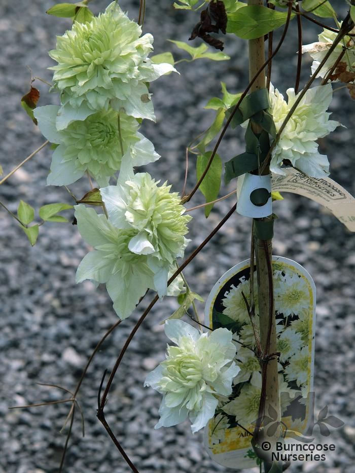 Clematis Florida 'Alba Plena' from Burncoose Nurseries