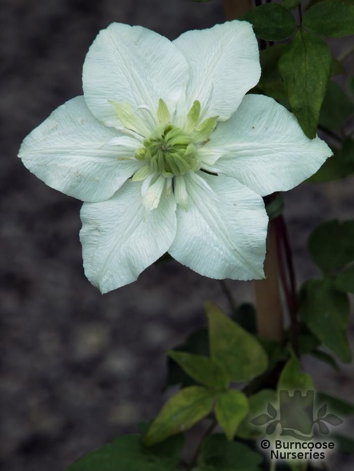 Clematis Florida 'Alba Plena' from Burncoose Nurseries