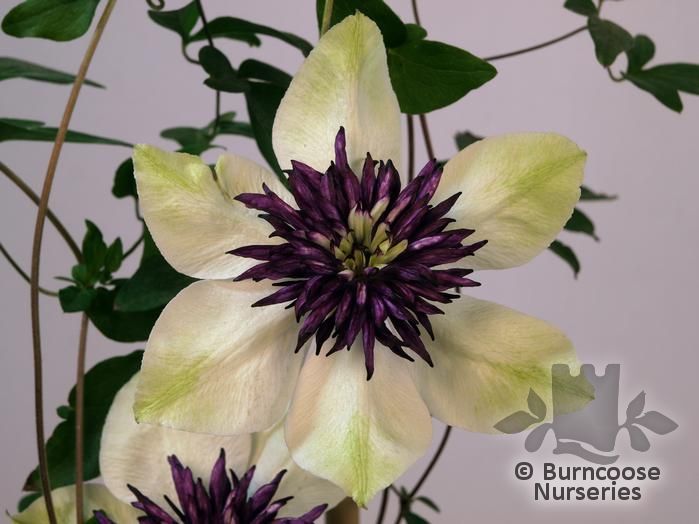 Clematis Florida 'Bicolor' from Burncoose Nurseries