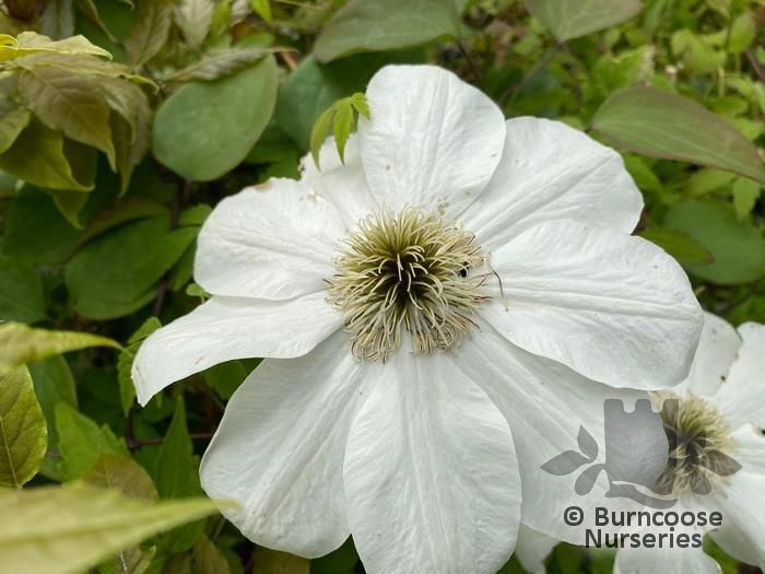Clematis 'Guernsey Cream' from Burncoose Nurseries