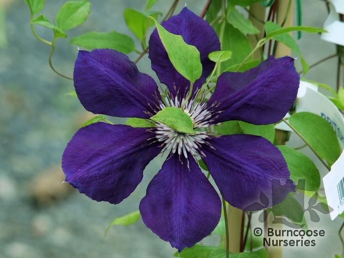 Clematis 'Gipsy Queen' from Burncoose Nurseries Large Flowered Summer ...