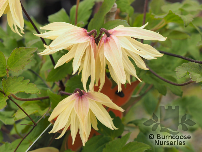 Clematis from Burncoose Nurseries - Page 1