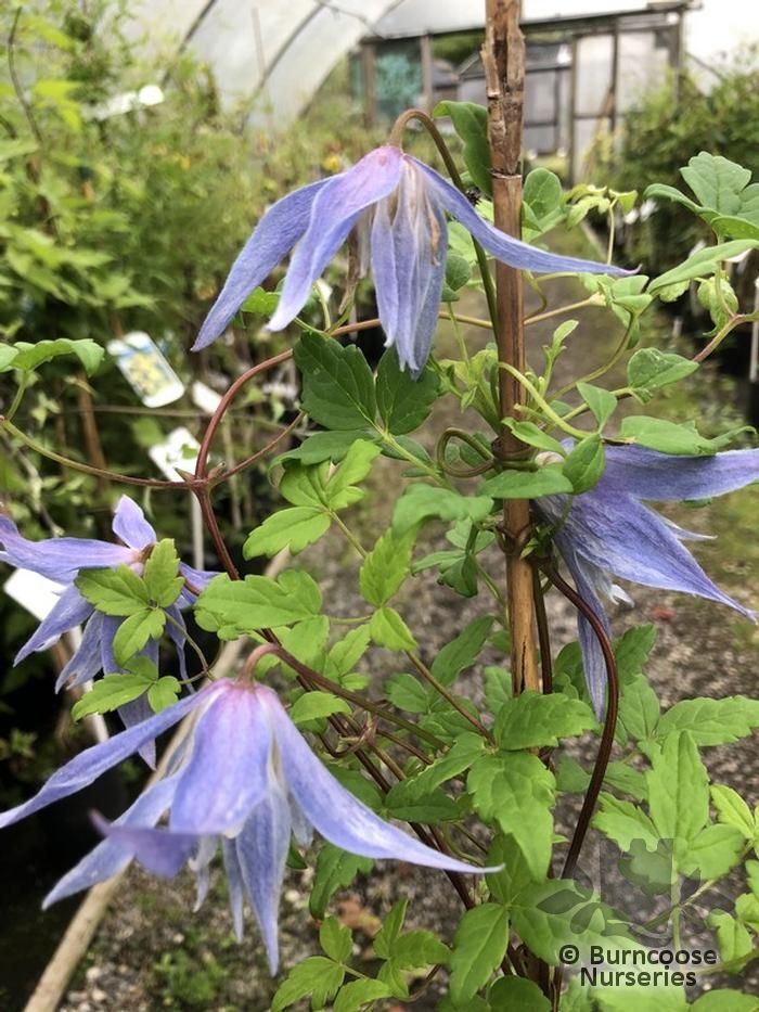 Clematis Macropetala 'Wesselton' from Burncoose Nurseries