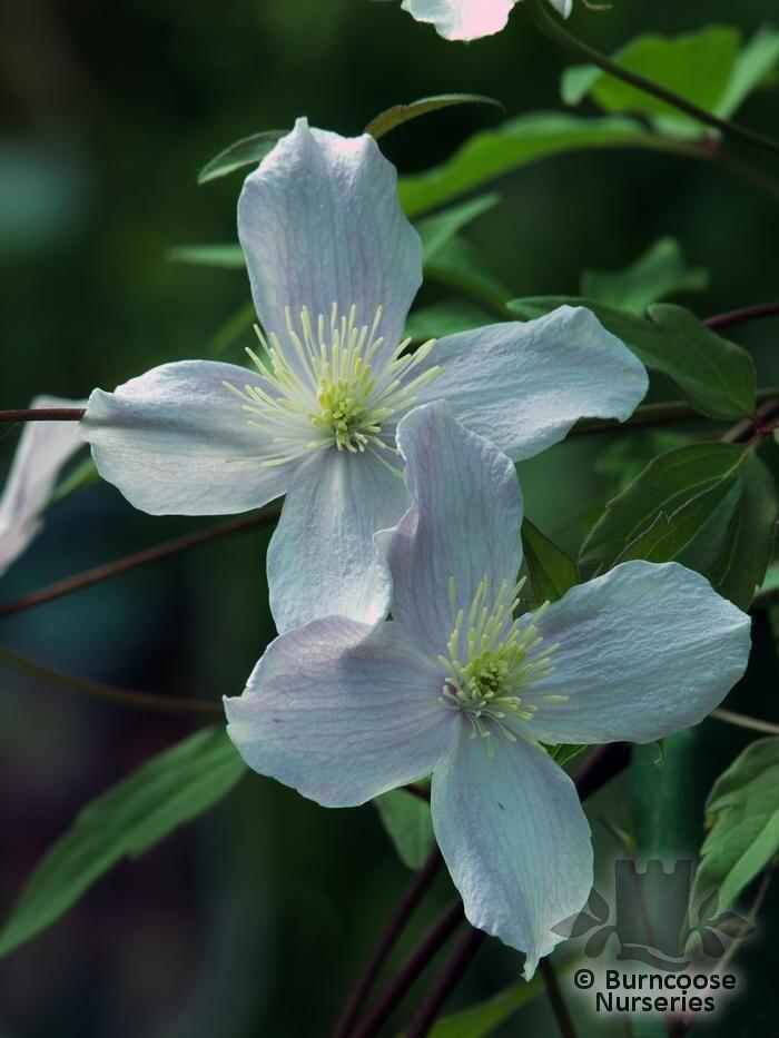 Clematis Montana 'Elizabeth' from Burncoose Nurseries