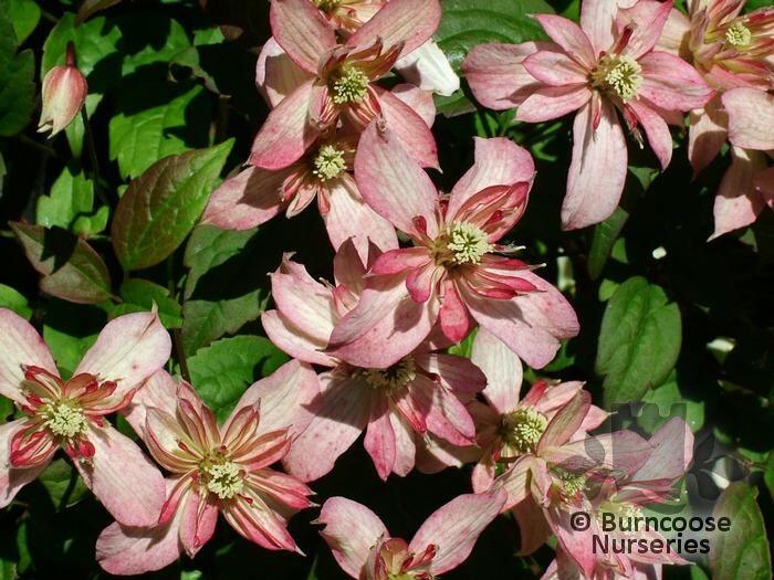 Clematis Montana 'Marjorie' from Burncoose Nurseries