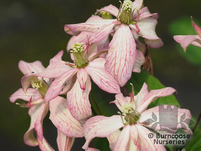 Clematis Montana 'Marjorie' from Burncoose Nurseries