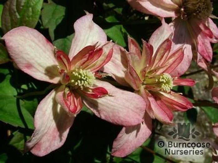 Clematis Montana 'Marjorie' from Burncoose Nurseries