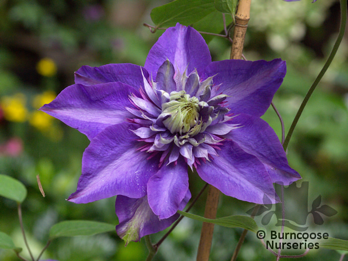 Clematis 'Multi Blue' from Burncoose Nurseries Large Flowered Summer ...