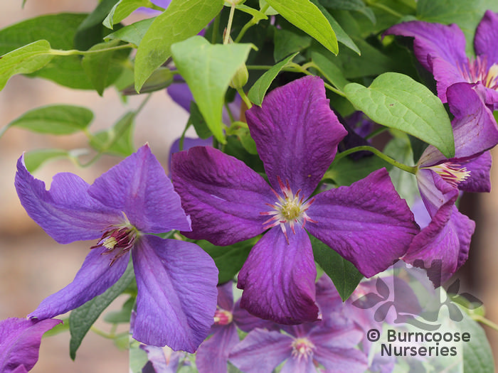 Clematis Viticella 'Polish Spirit' from Burncoose Nurseries