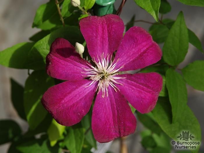 Clematis 'Rouge Cardinal' from Burncoose Nurseries Large Flowered ...