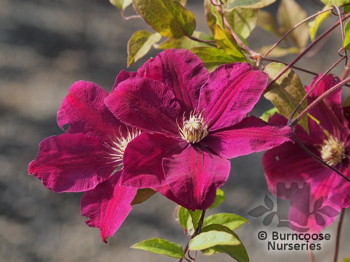 Clematis 'Rouge Cardinal' from Burncoose Nurseries Large Flowered ...