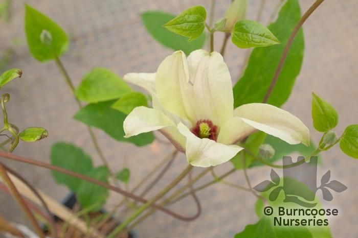 Clematis Texensis 'Princess Kate' from Burncoose Nurseries