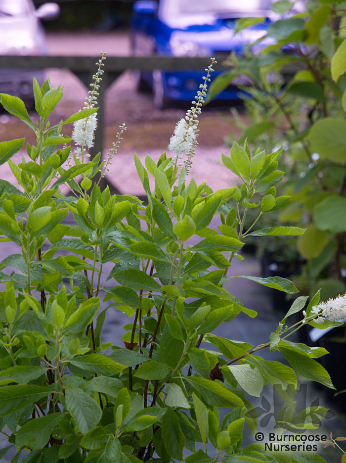 Clethra Alnifolia from Burncoose Nurseries