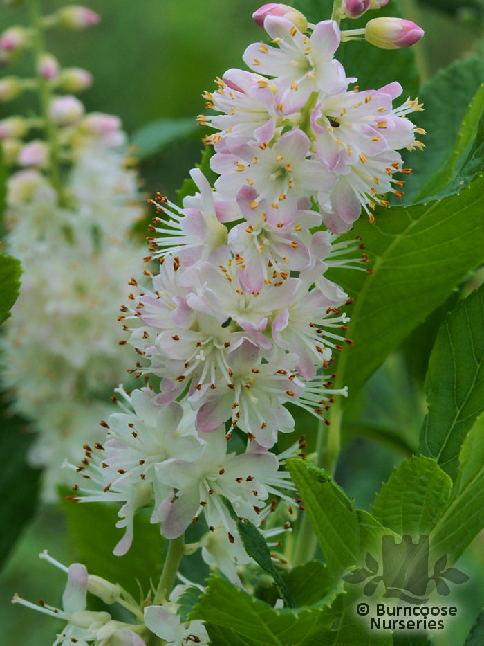 Clethra Alnifolia 'Pink Spires' from Burncoose Nurseries