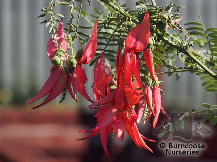 Clianthus Puniceus from Burncoose Nurseries