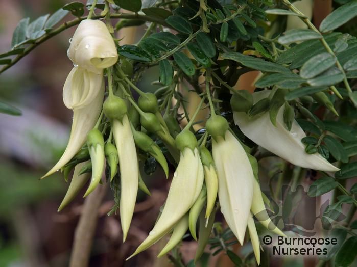 Clianthus from Burncoose Nurseries