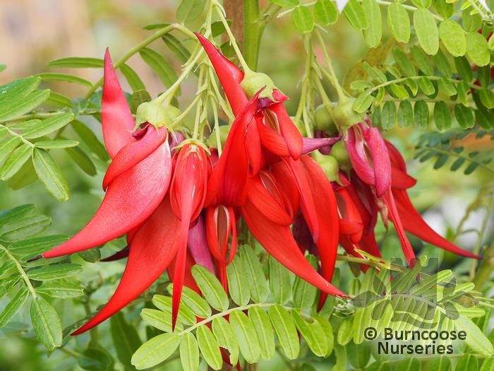 Clianthus from Burncoose Nurseries