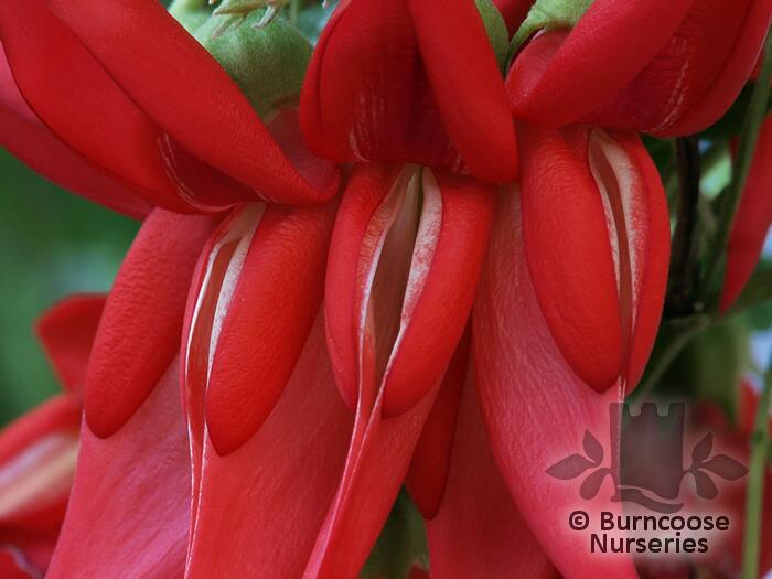 Clianthus from Burncoose Nurseries
