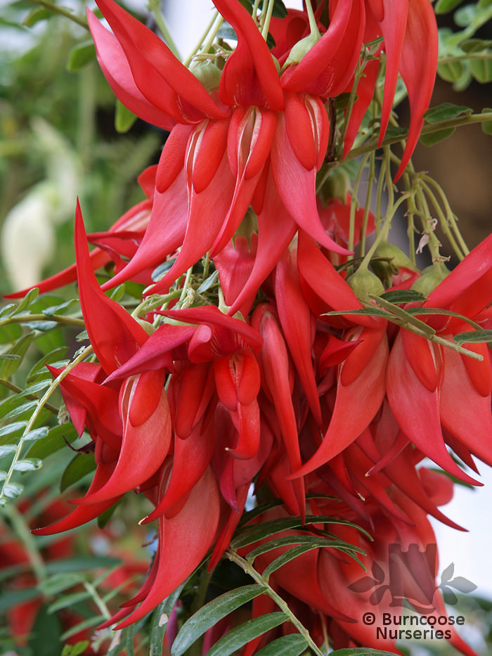 Clianthus Puniceus 'Red Cardinal' from Burncoose Nurseries