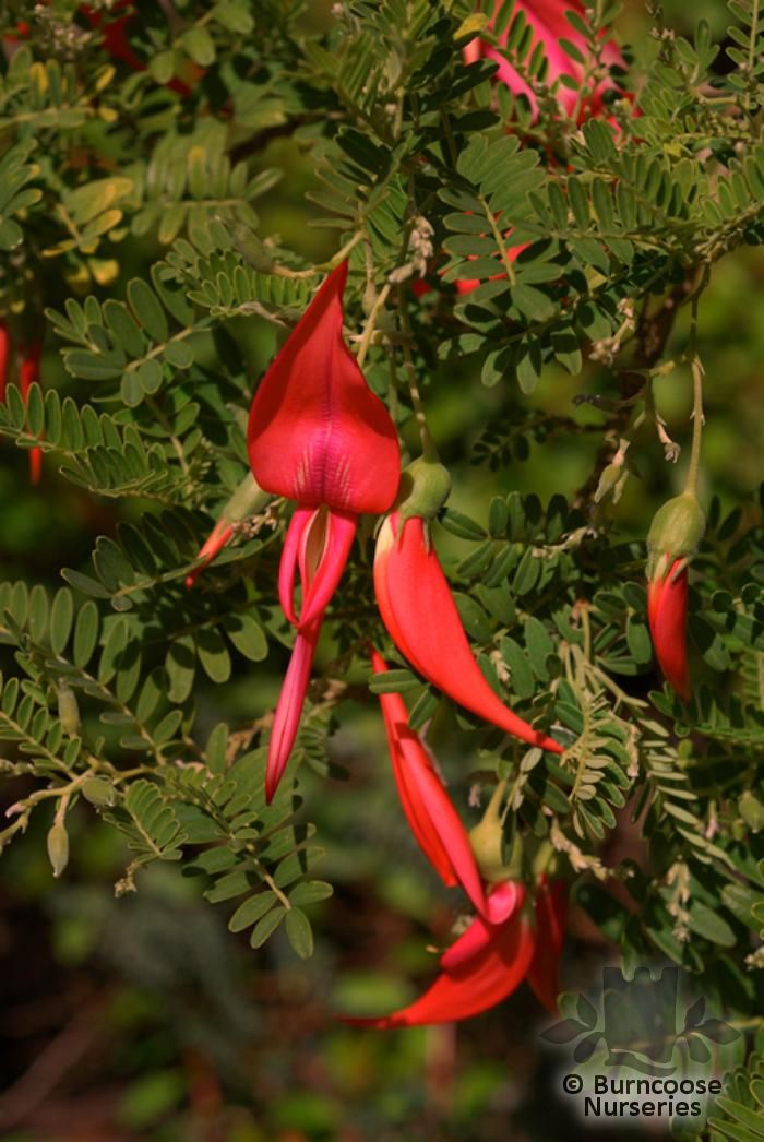 Clianthus Puniceus 'Red Cardinal' from Burncoose Nurseries