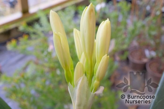 Clivia Miniata 'Citrina' from Burncoose Nurseries